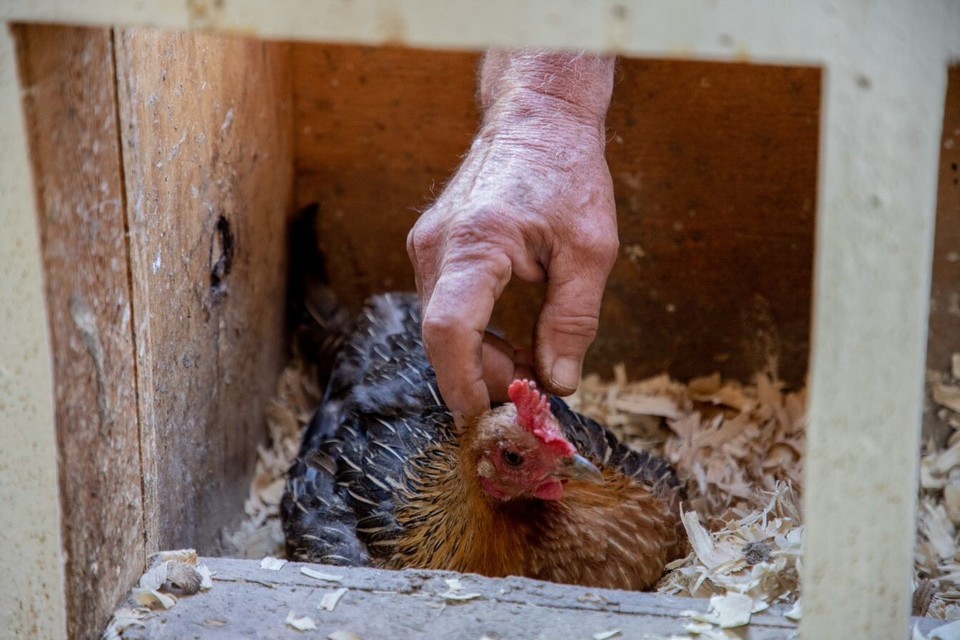 5 RARE Laughing Chicken😂 Ketawa🐓🐣🩷 Hatching Eggs Greenfire Farms NPIP🐓 ...