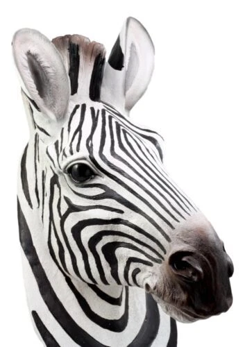 Madagascar Zebra Face