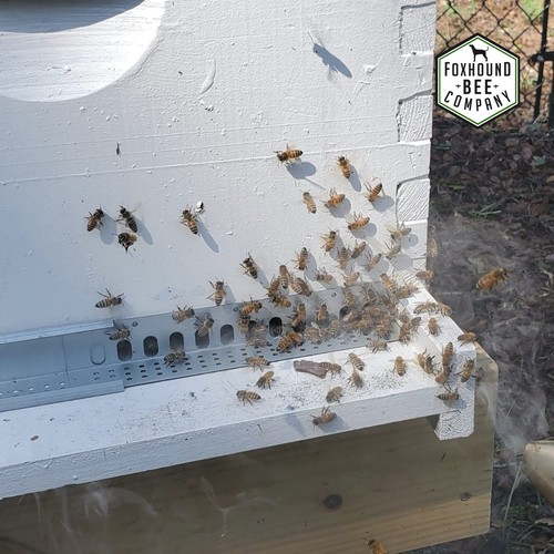 Stainless Steel Entrance Reducer and Mouse Guard for 8 or 10 Frame Bee ...