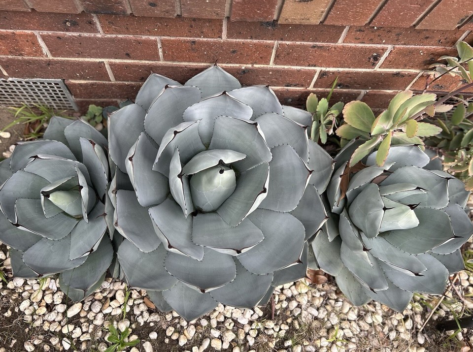 2x Agave Parryi Or Mescal agave- Succulent | eBay Australia