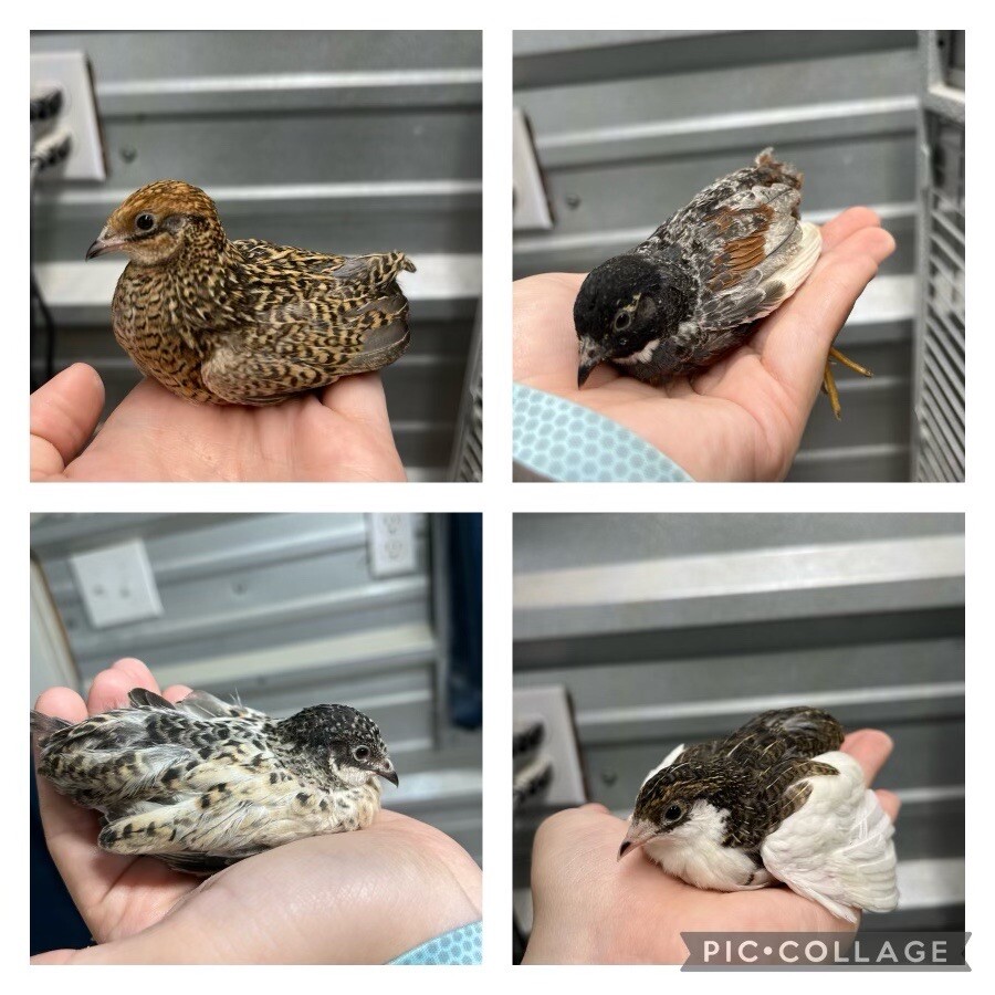 Quail Hatching Eggs