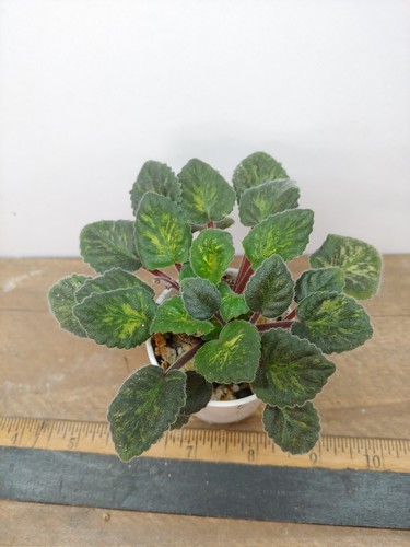 African Violet Plant -- Lilian Jarrett ~ variegated mosaic ~ standard ...