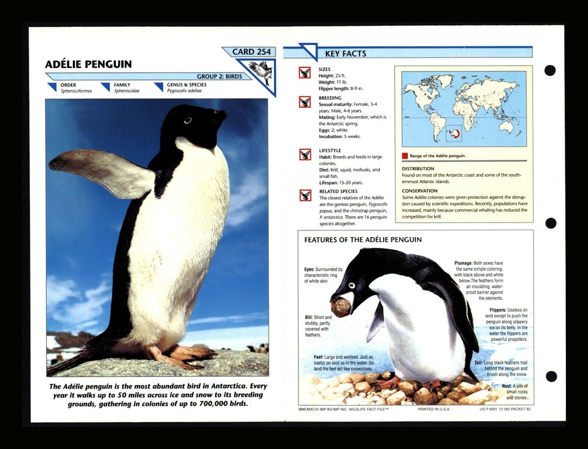 Adelie Penguin Facts