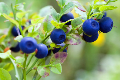 BILBERRY DWARF SHRUB {Vaccinium myrtillus} 30+seeds USA | eBay