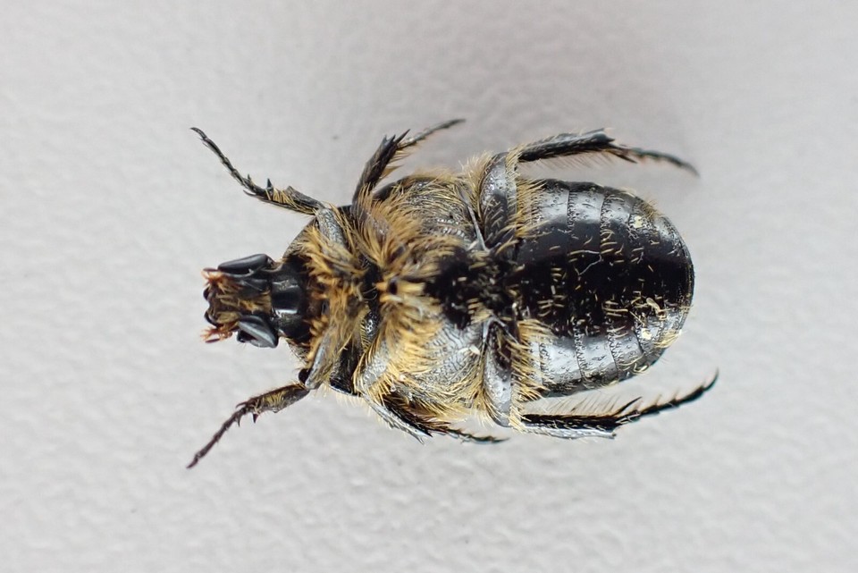 j45682. Insects, Cetoniidae sp. Vietnam, Cao Bang | eBay