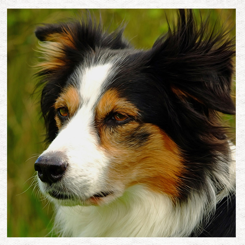 Welsh Collie