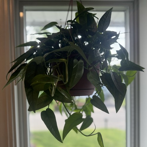 Cebu Blue Pothos- Live Plant- Unrooted Cutting- 3 Cuttings | eBay