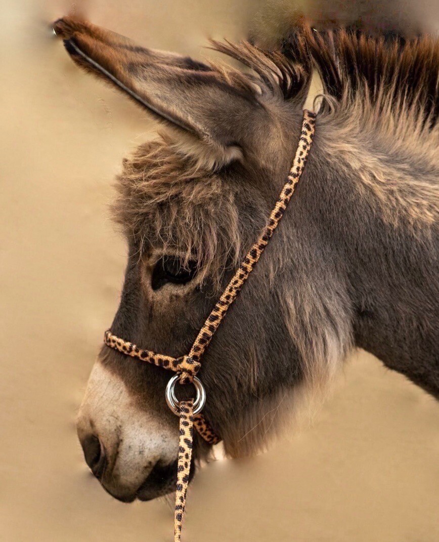 Halter All EXTRA SMALL Miniature Donkey Mule Adjustable Slip Lead ...
