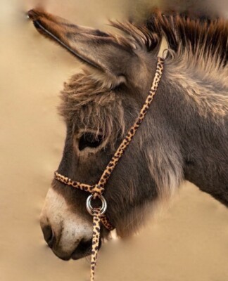 Halter All EXTRA SMALL Miniature Donkey Mule Adjustable Slip Lead ...