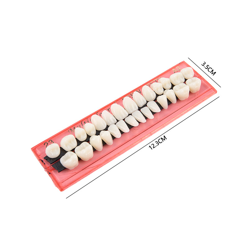 28Pcs Resin Teeth Model Durable Dentures Universal False Teeth Dental ...