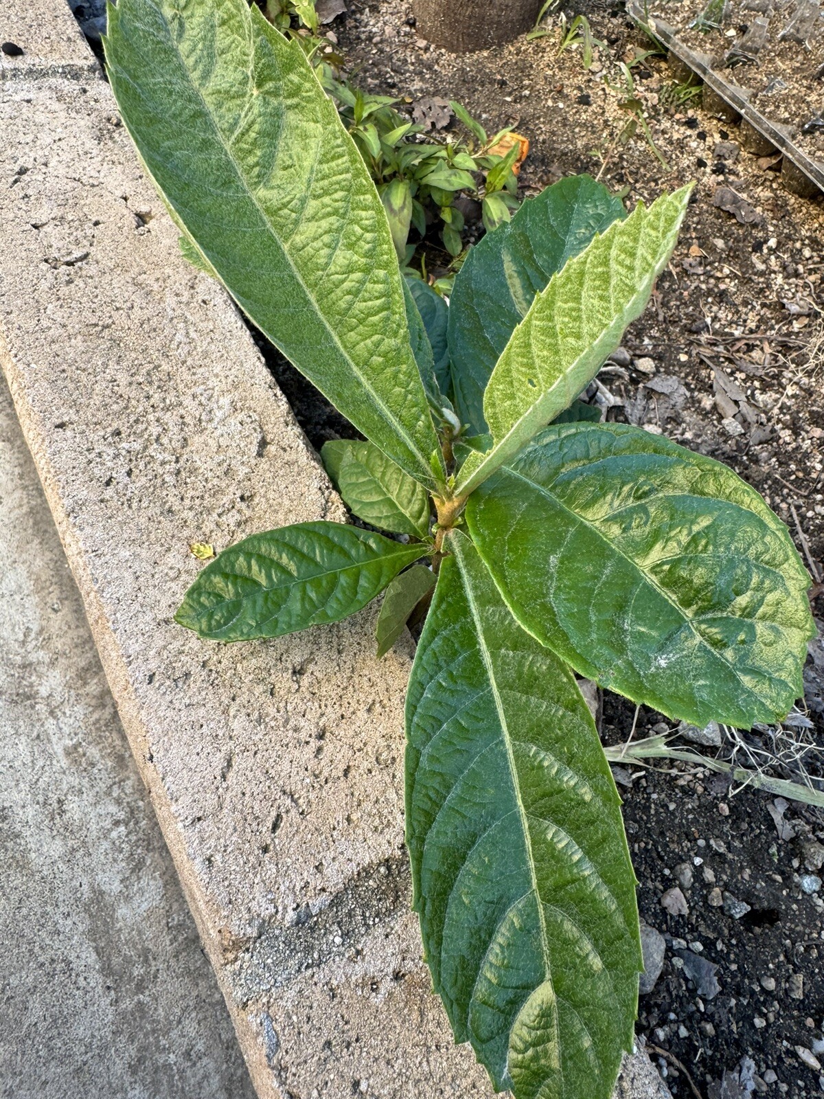1 LOQUAT Tree from Seeds ORGANIC -NO POT- 6”+ FREE SHIPPING Ready To ...