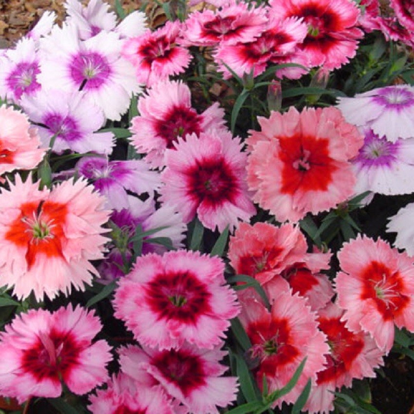 Dianthus Seeds 25 Pelleted Seeds Dianthus Diana Picotee Mix | eBay