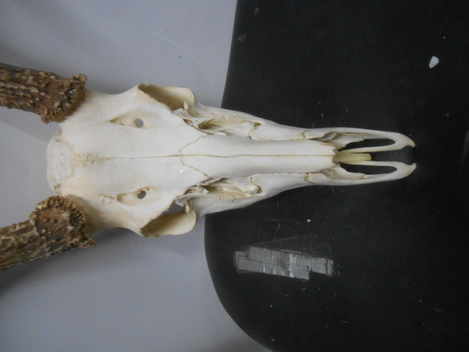 Long Main Beam TYPICAL 5x5 WHITETAIL DEER RACK FULL SKULL mule elk shed ...