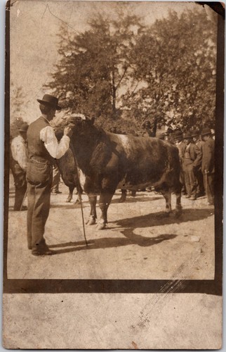 RARE c. 1910 Vintage Real Photo Postcard RPPC Cattle Show - Cows Heifer ...