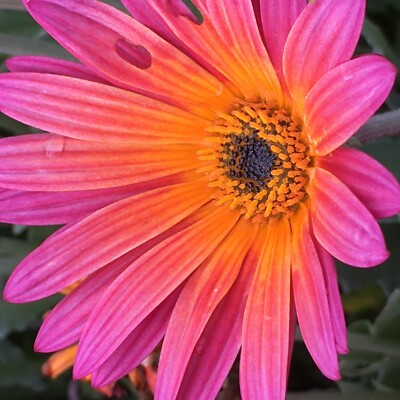 African Daisy New Sunset seed 40 seeds | eBay