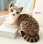 Tabby Cat 10 Inch Stuffed Animal Plush Toys Toddler Doll Kids Gifts | eBay