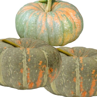 Pumpkin IRAN 8 Vegetable seeds huge pumpkins sweet orange flesh OP NON ...