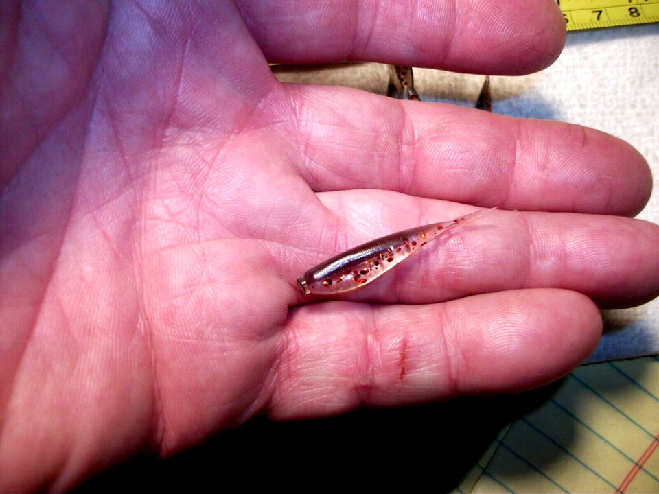 60-1 1/2"-crappie panfish-perch-fat head minnow grubs-scent-jig-split ...