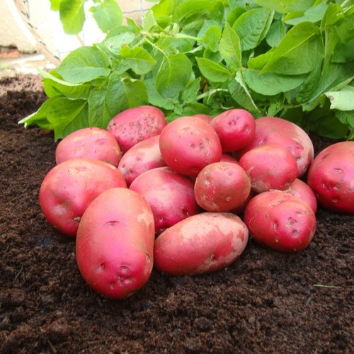 11 x Seed Potato Caledonian Rose - High Yielding Easy to Grow Main Crop ...