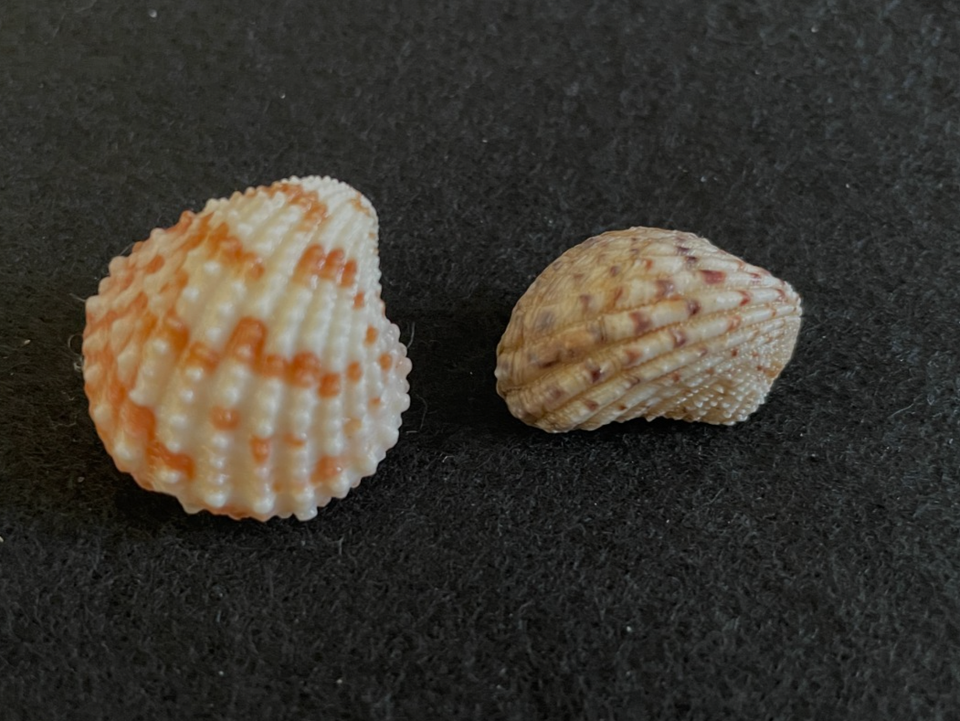 Arcturellina abyssicola Hinds 24 mm & Cardita variegata Bruguiere 22 mm ...