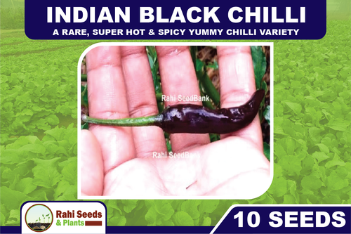 Indian Black Chilli - A Rare, Super Hot & Spicy Yummy Chilli Variety ...