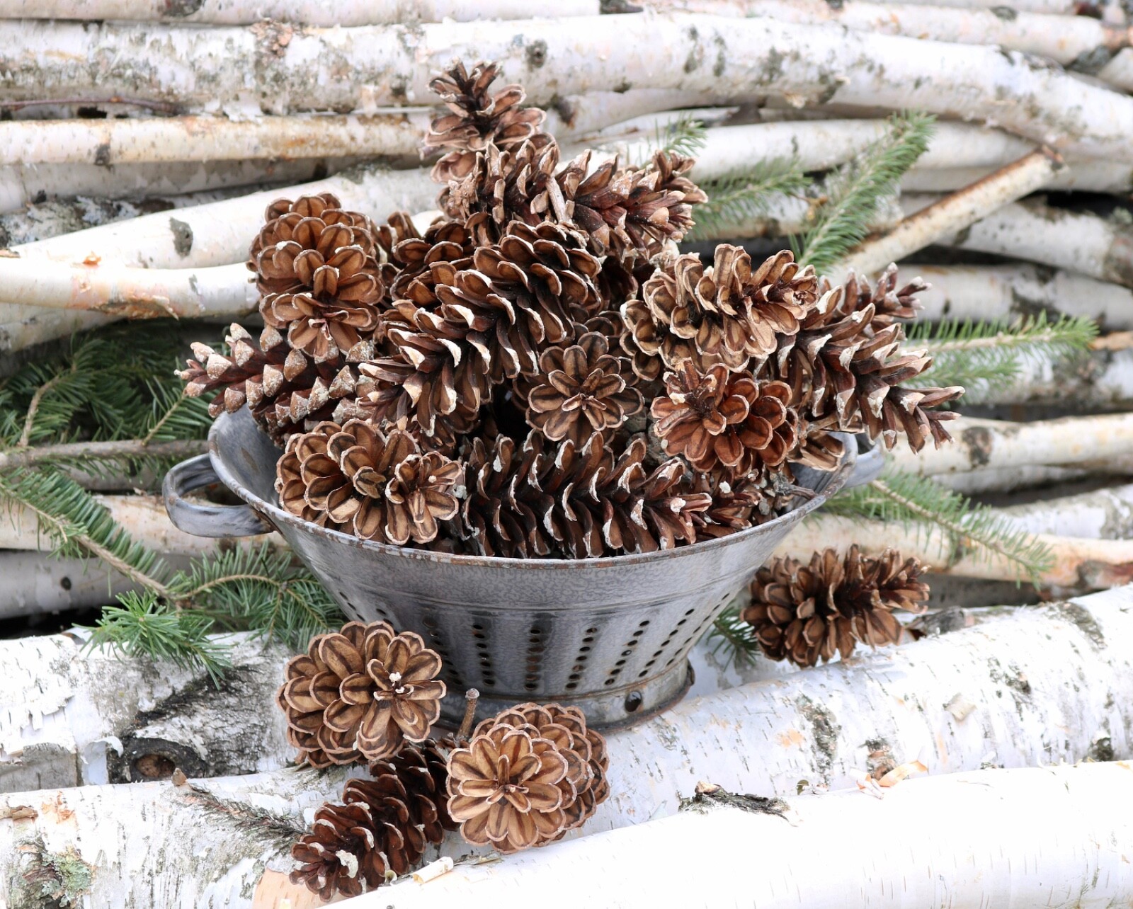 Types Of Pine Cones