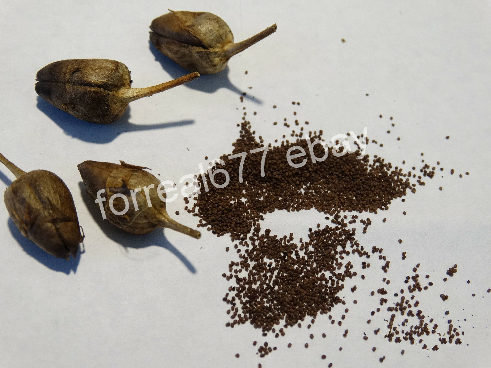 LOUISIANA PERIQUE TOBACCO 1000+ SEEDS FRESH 2024 HARVEST Instructions ...