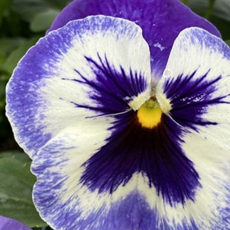 Pansy Ocean Breeze | Colourful Flowering Garden Ready Bedding Plants 6 ...