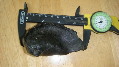 B033 Fossil Cetacean Bullae Inner Ear Bone Mammal Extinct Whale | eBay