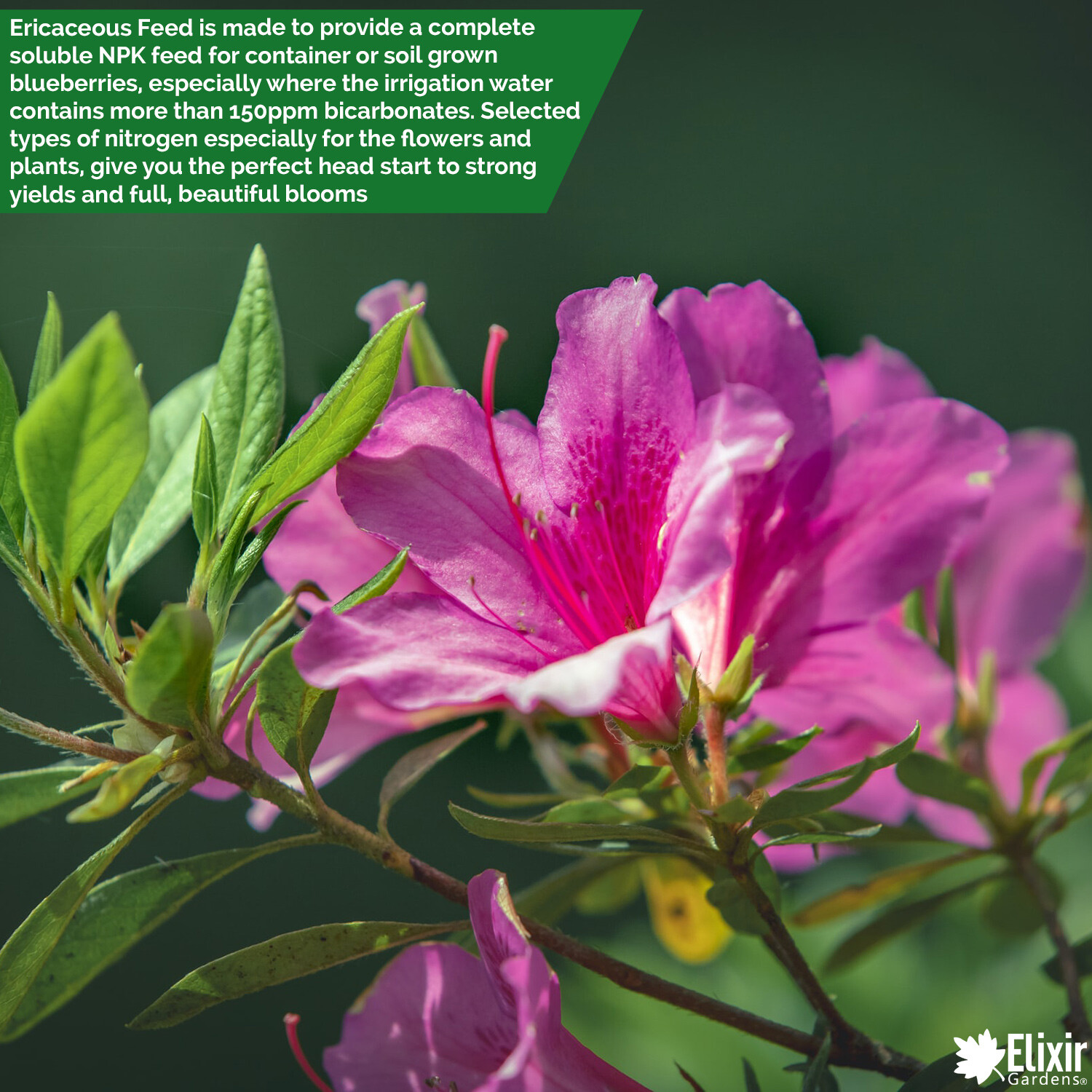Ericaceous Fertiliser/Feed | Azalea, Camellia, Acer & Rhododendron ...