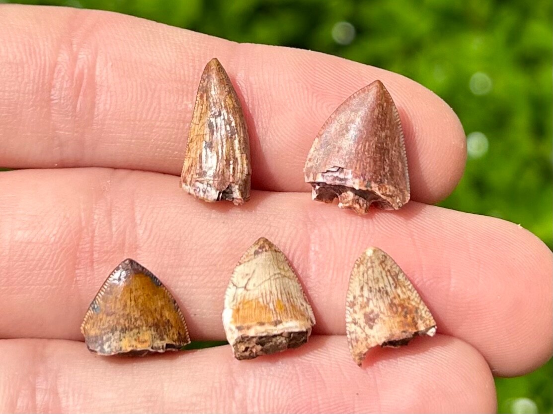 Redondasaurus Large Phytosaurus Vertebrae Redondasaurus For Sale ...