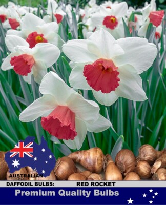 DAFFODIL BULBS: RED ROCKET ( Red Cup ) - 10 x BULBS | eBay Australia