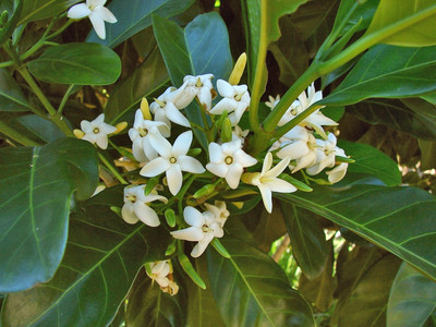 Atractocarpus fitzalanii syn Randia fitzalanii - Native Gardenia - 100 ...