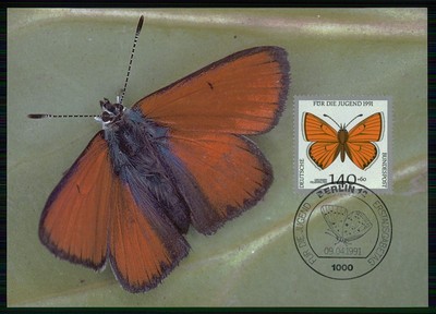 BRD MK 1991 SCHMETTERLING BUTTERFLY PAPILLON CARTE MAXIMUM CARD MC CM ...