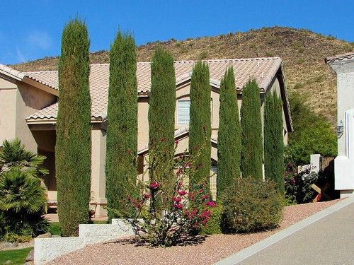 Italian Cypress Narrow Columnar Seeds, Cupressus sempervirens stricta ...