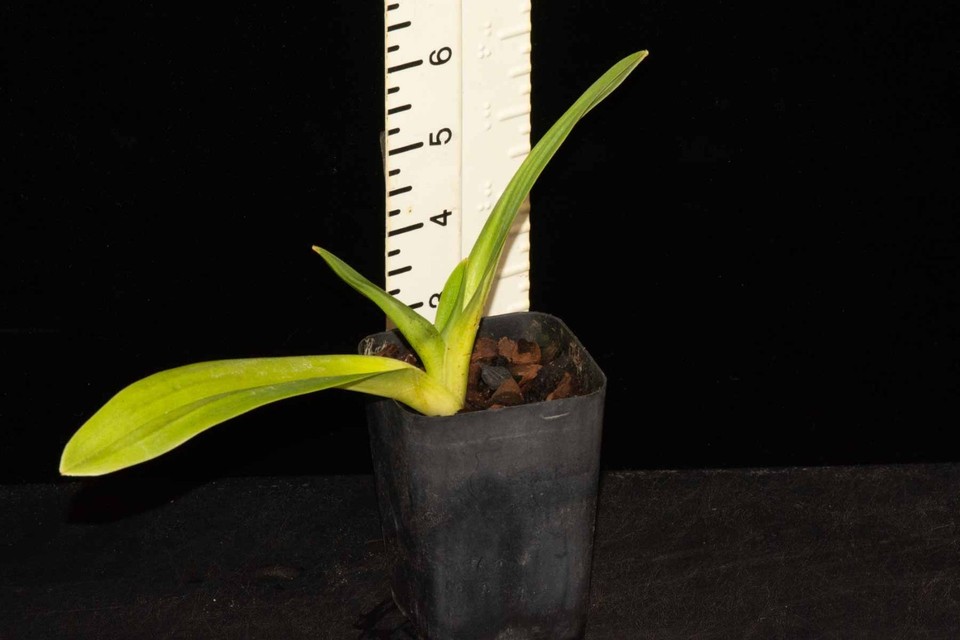 Paphiopedilum Marc The Shark Hestor #1 (primulinum x Toni Semple) | eBay