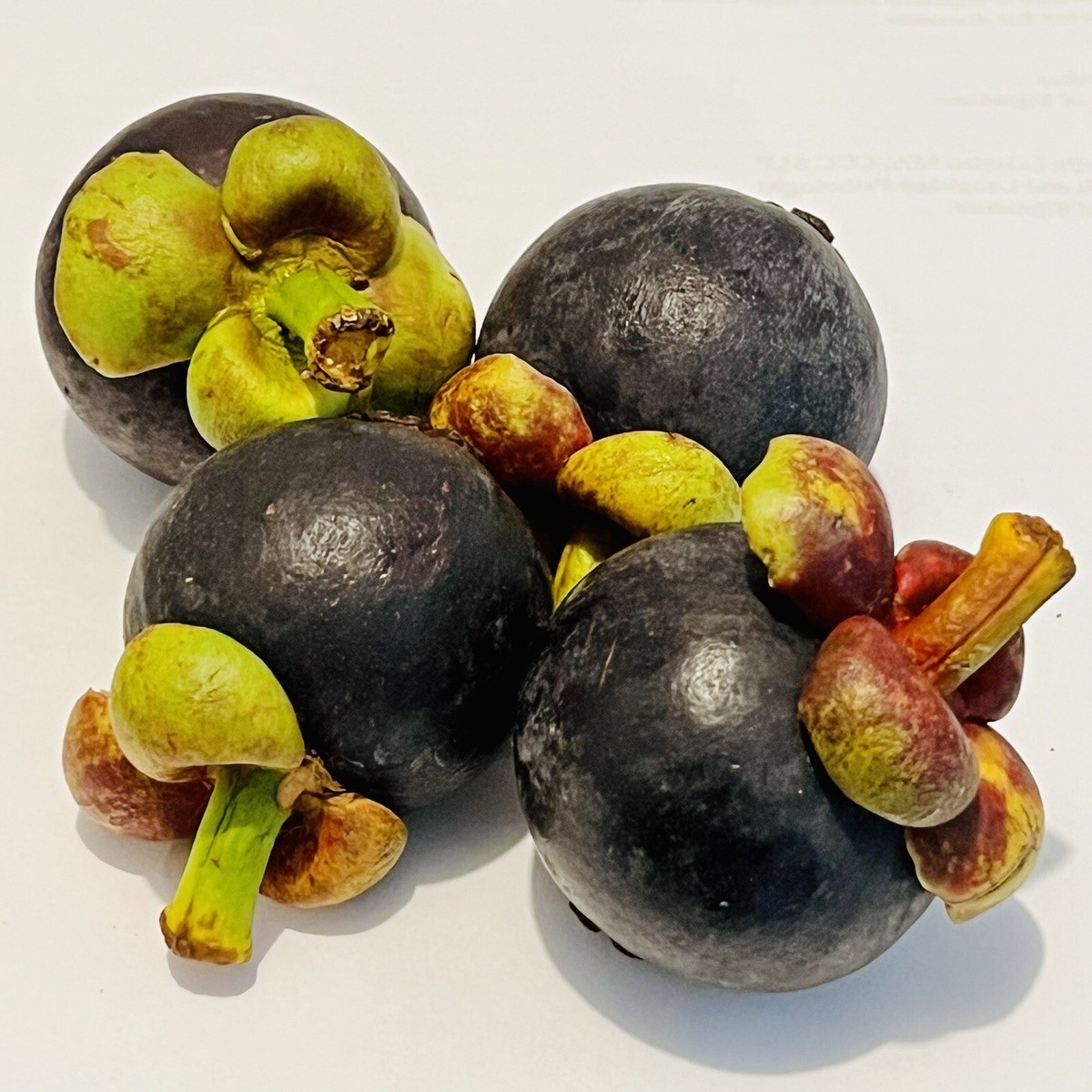 Mangosteen Fruit Tree