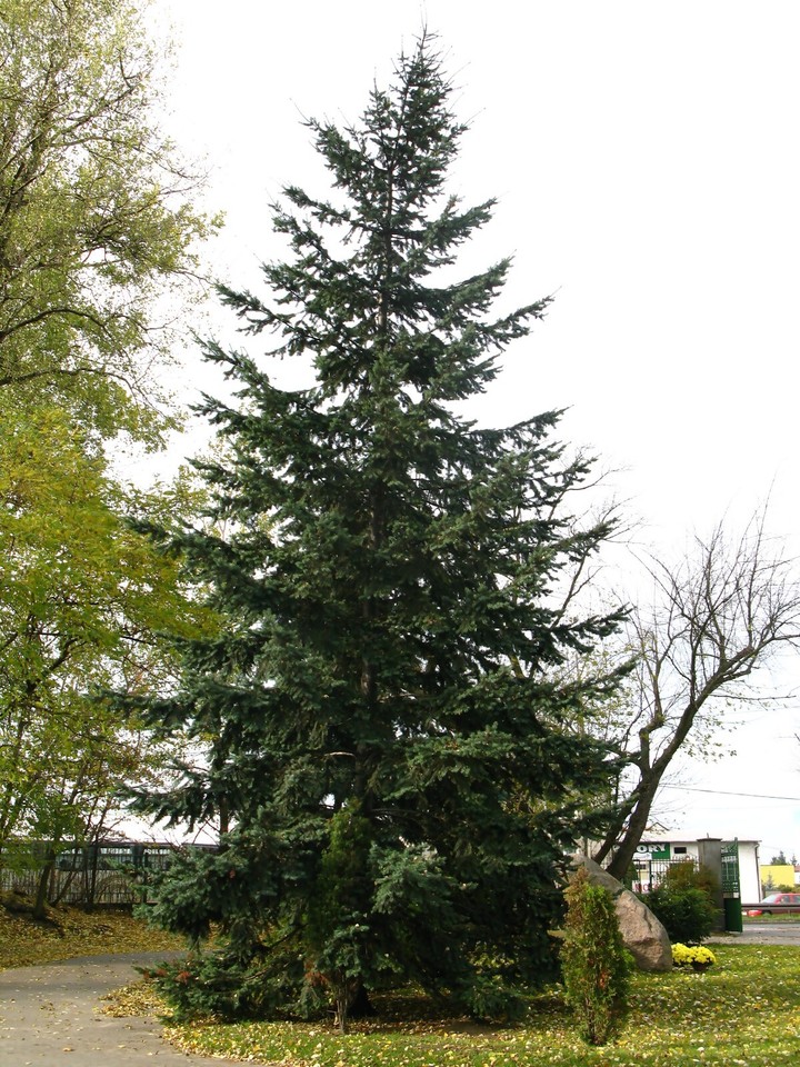 Blue Douglas Fir, Pseudotsuga menziesii glauca, Tree Seeds (Fragrant ...