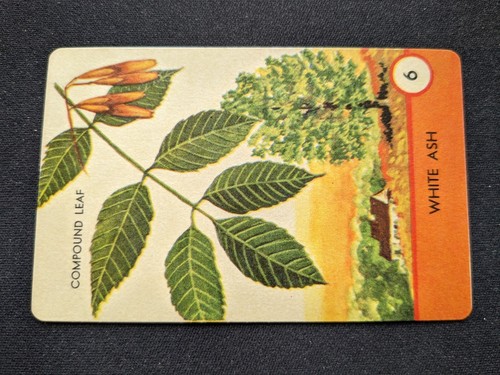 1962 Ed-U-Cards Tree Spotter Game Card # 6 White Ash (NM) | eBay