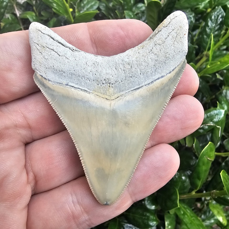 Lee Creek Megalodon Shark Tooth Fossil | eBay