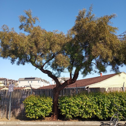 Karee Tree, African Sumac, Willow Rhus, Searsia Lancea - 30 Seeds 2024 ...