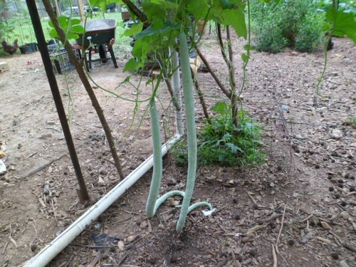 Long Snake/Serpent Gourds, Chichinda, Grow 8 to 10 feet Long 10 Seeds ...