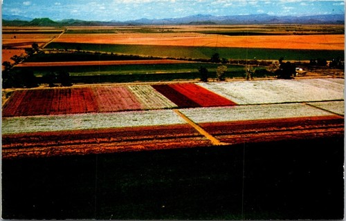 Phoenix AZ Japanese Flower Gardens Aerial View Fields Arizona postcard ...