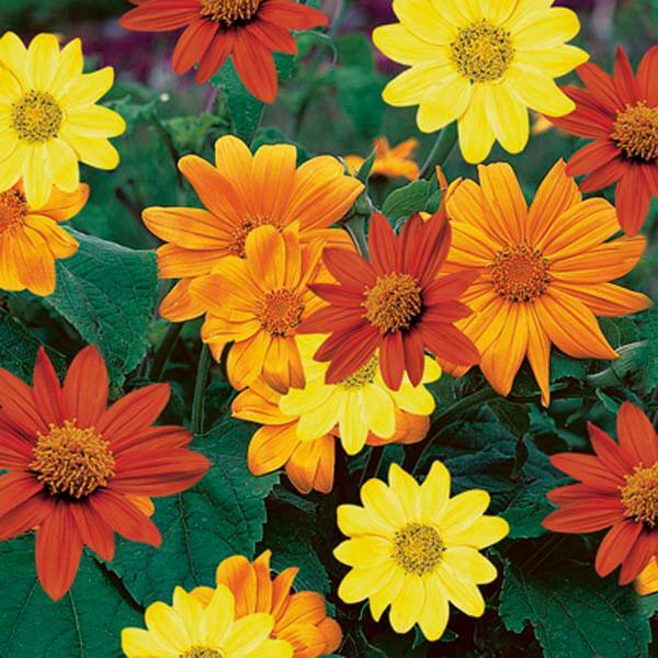 Tithonia Flower Images | Best Flower Site