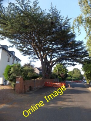 Photo 6x4 Cedar tree in St Leonard's Road, Exeter This tree is the last ...