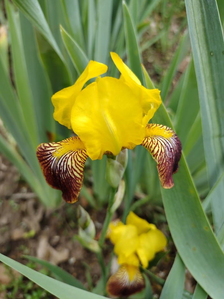10 Iris Fresh Bearded Iris Rhizomes Mixed Varieties | eBay