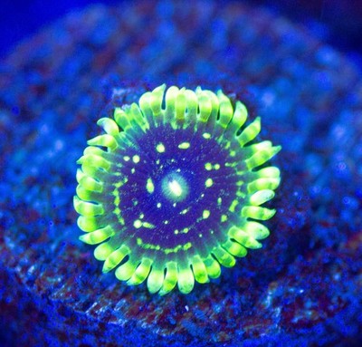 Exosphere Zoa | eBay