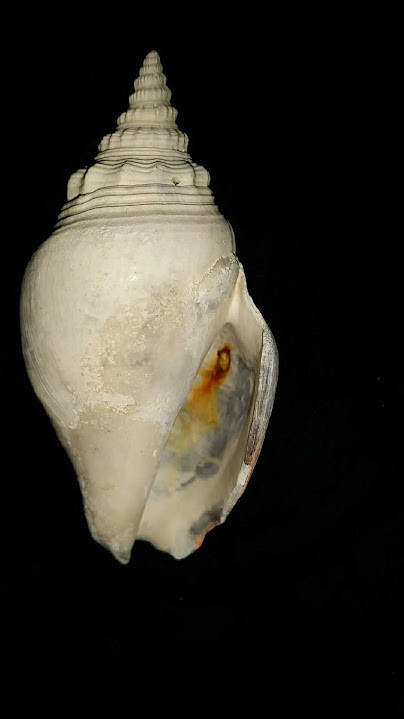 Fossil / Fossilized Strombus Strombidae gastropod shell collectors yn ...