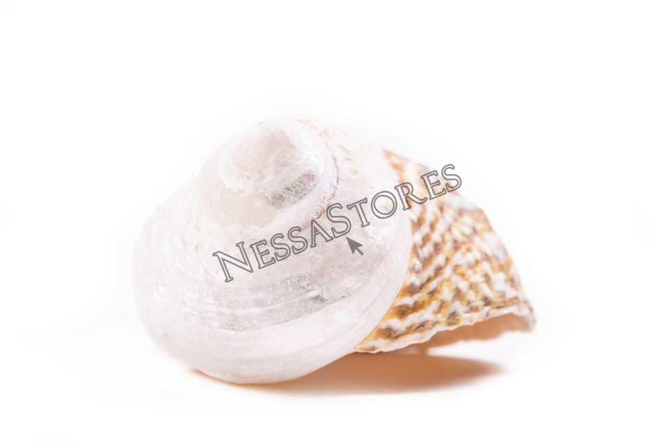 Mexican Turbo Sea Shell Beach Craft Hermit Crab 1 1/2" - 2 1/2" (20 PCS ...