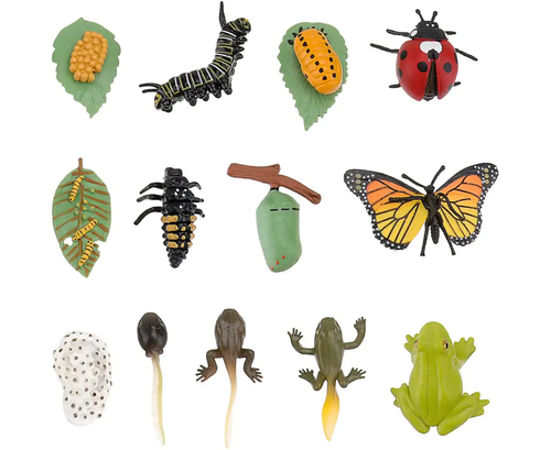 3 Sets Plastic Life Cycle Toys Ladybug Growing Kit Frog Life Cycle ...